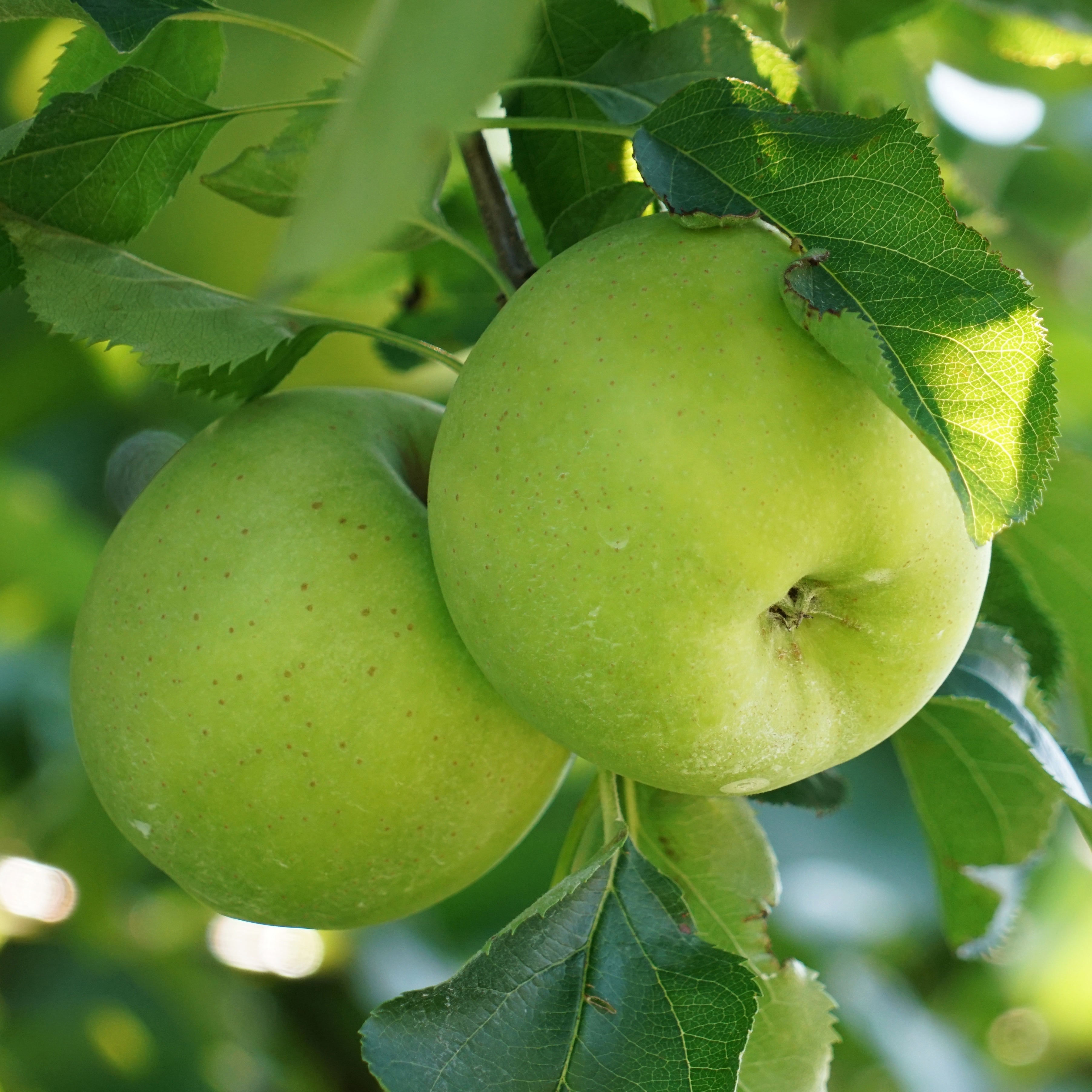 Granny Smith Schattige Markering