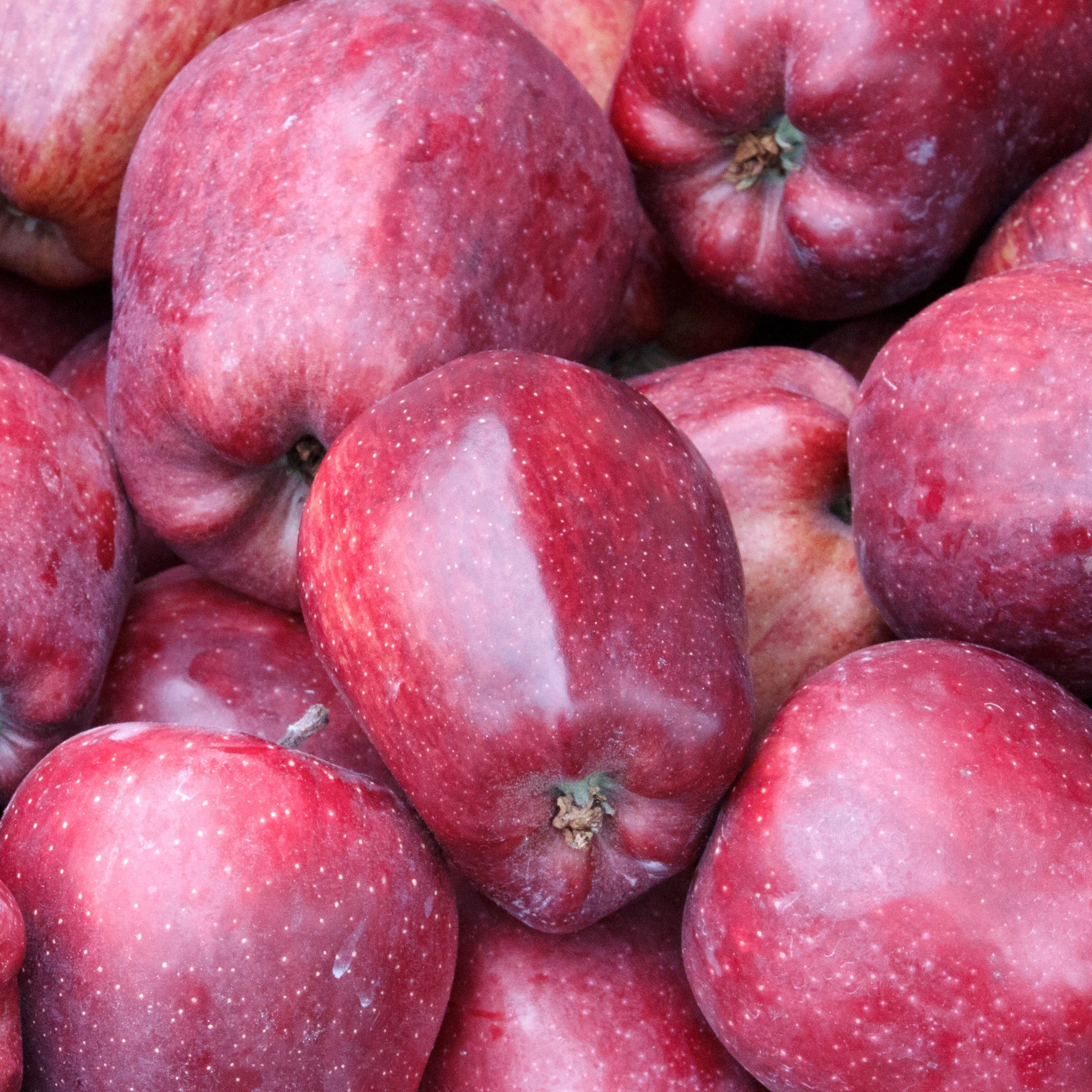 Appelboom 'Starking Delicious' - Malus domestica 'starking delicious ...