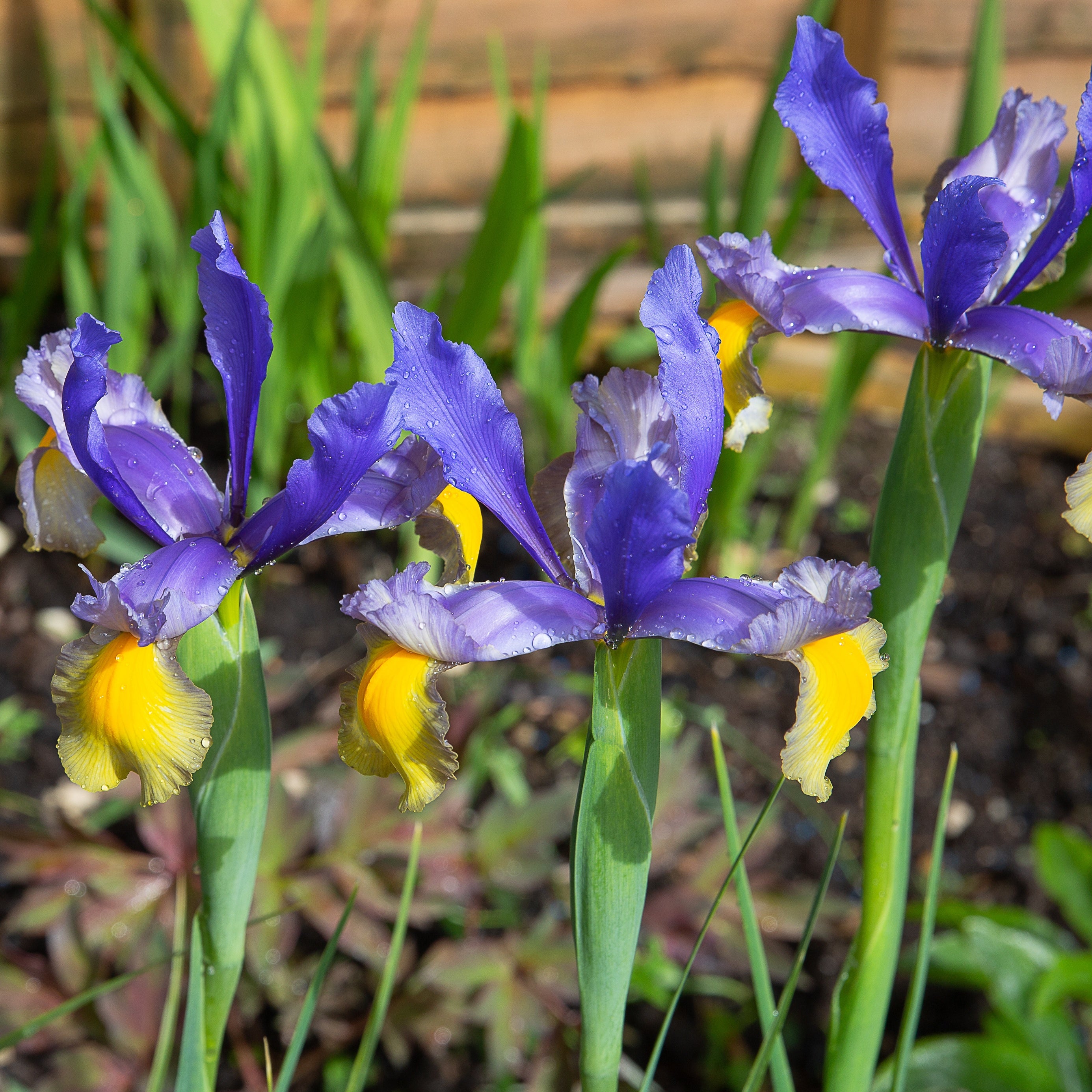 Iris 'Frans Hals' – Bakker.com