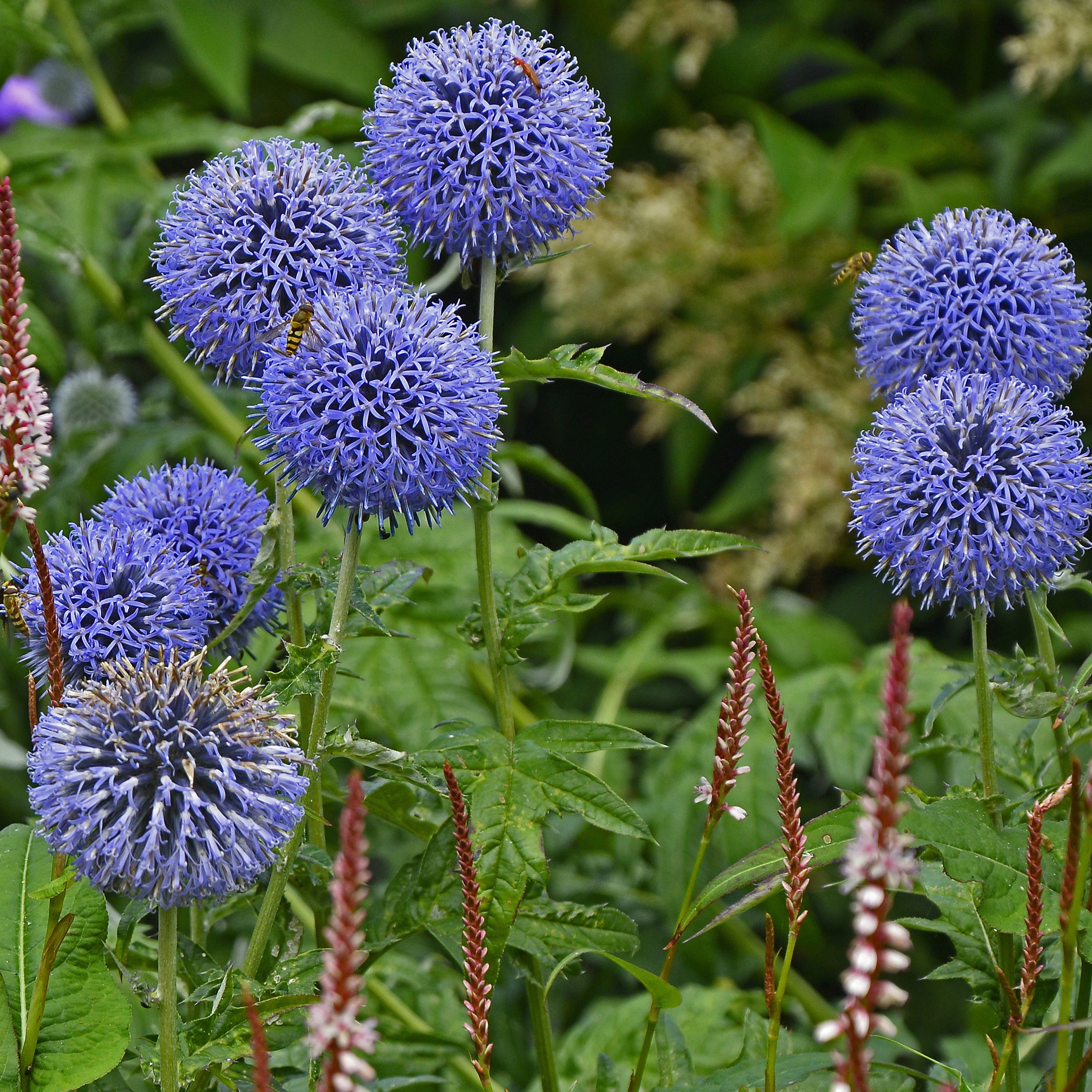 Kogeldistel Vetritch Blue - Echinops ritro Veitch's Blue | Bakker.com