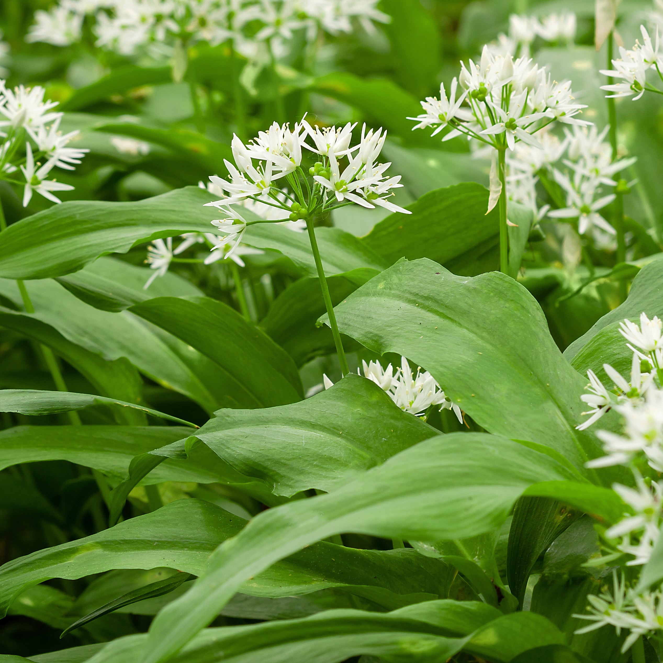 Wilde knoflook - Allium ursinum | Bakker.com