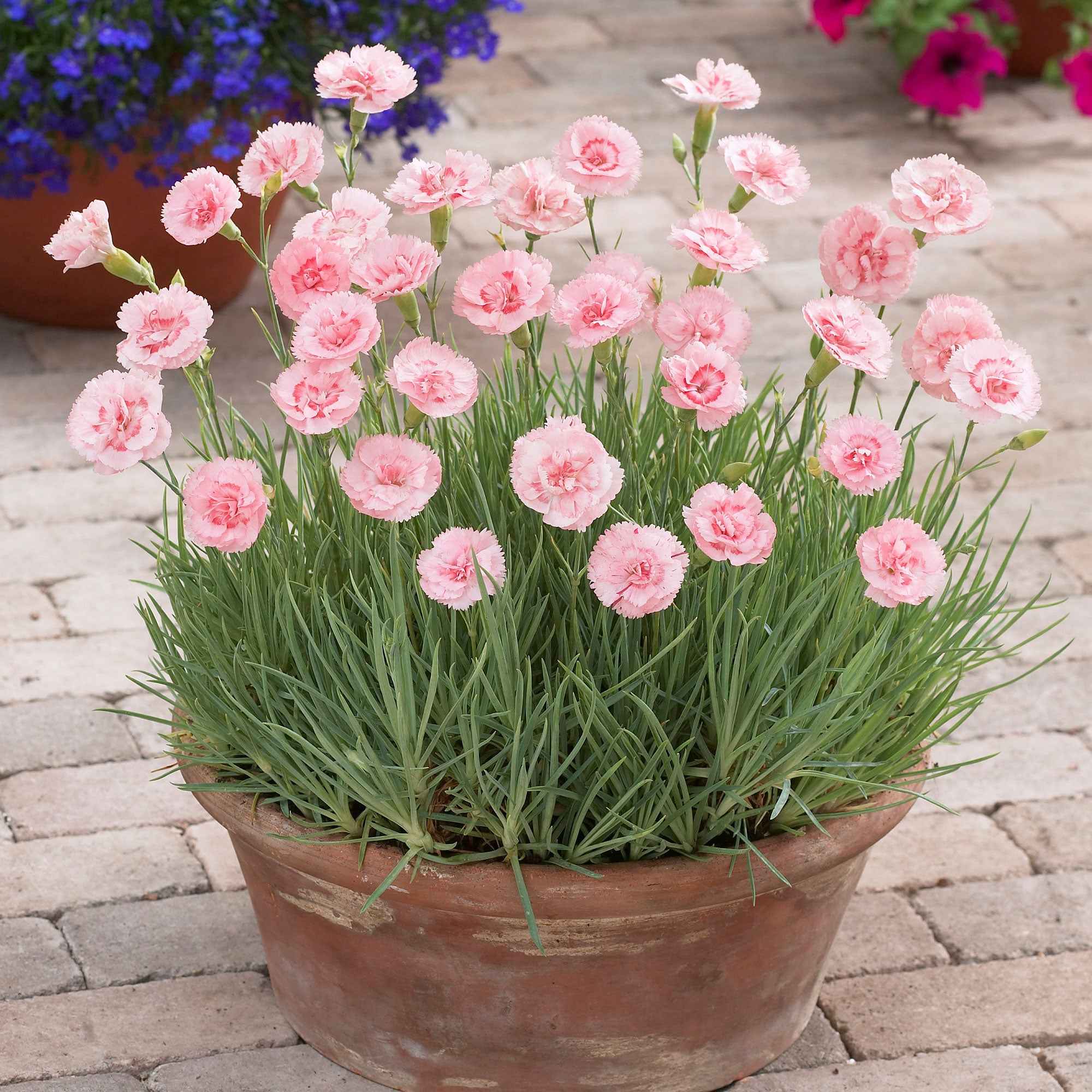 Anjer - Dianthus | Online kopen op Bakker.com