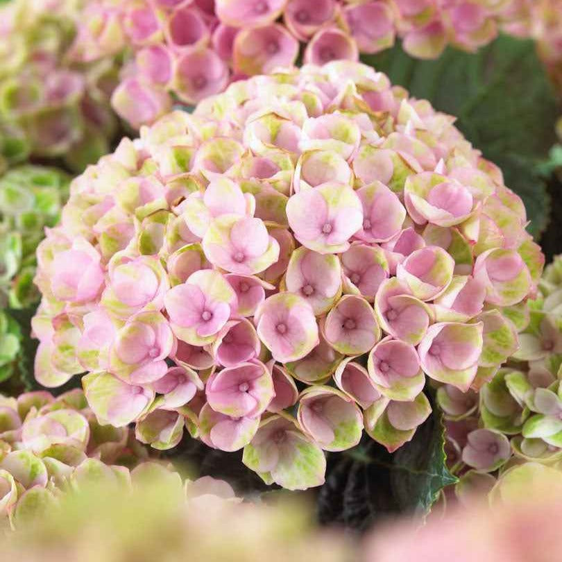 Lacecap Hortensia Rosa Cultivars Van Schermvormige Hortensia