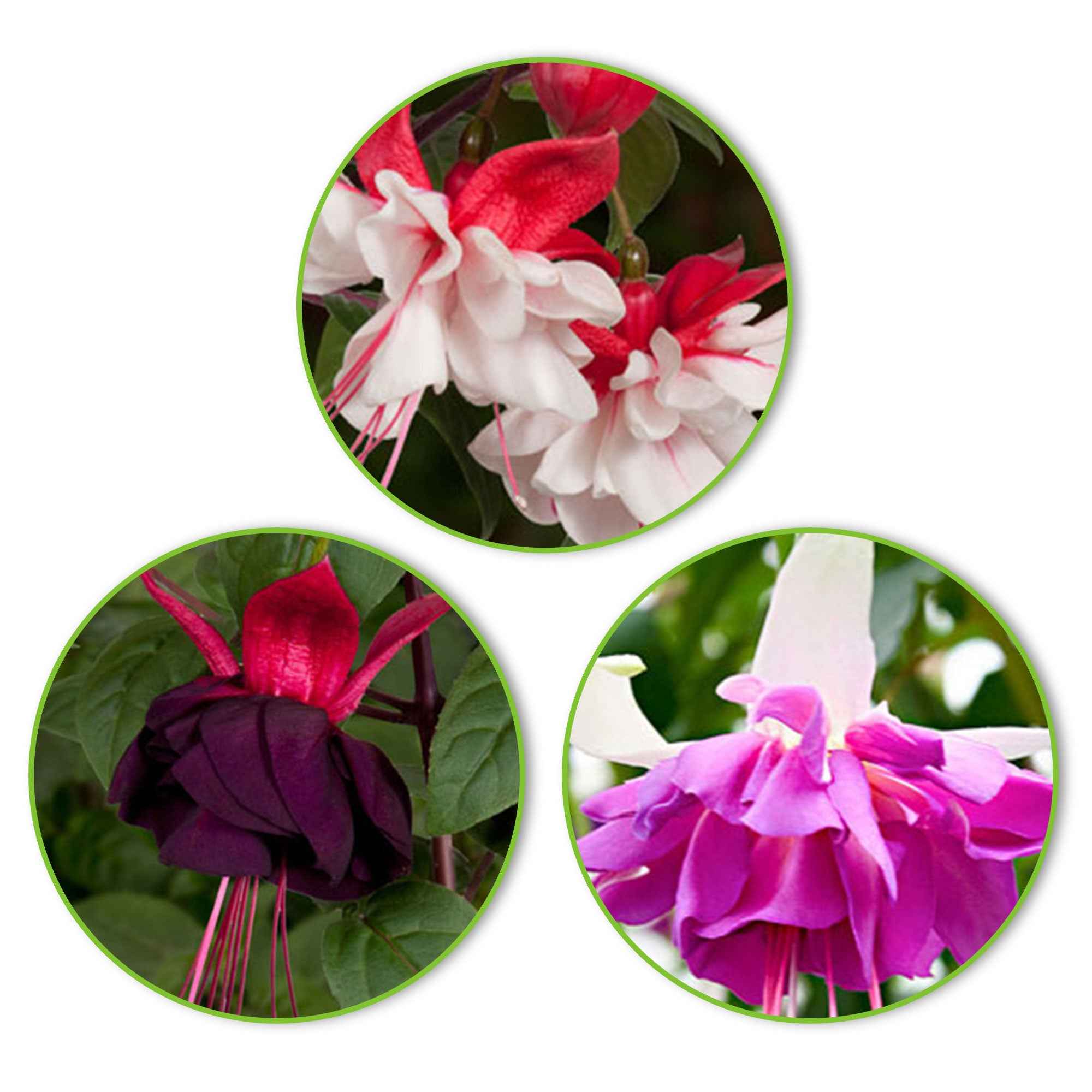 Fuchsia - Mix 'Bella Rosella' + 'Blue Angel' + 'New Millenium'paars (x3 ...