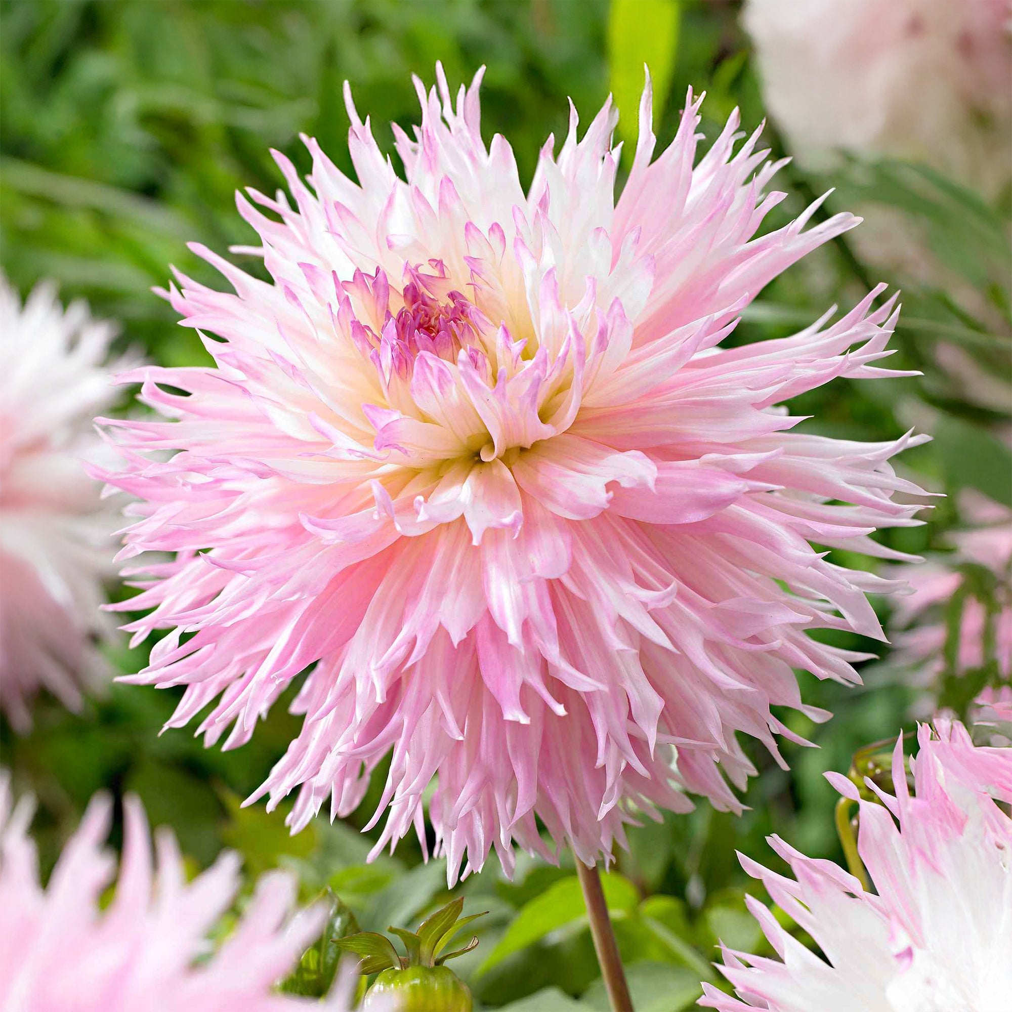 Bloembollen Dahlia 'Nadia Ruth' (x3) - Dahlia fimbriata 'nadia ruth ...