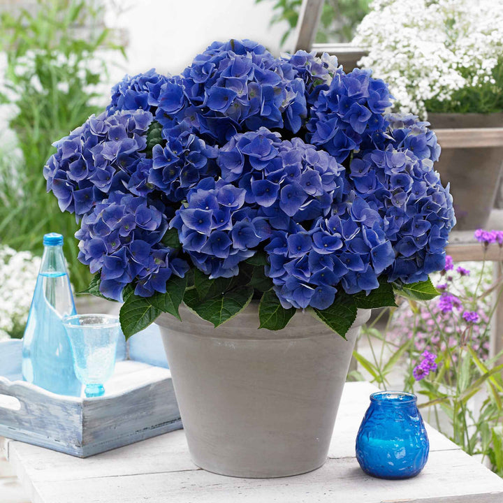 Boerenhortensia 'Doppio Rosa' - Hydrangea macrophylla Doppio Rosa ...