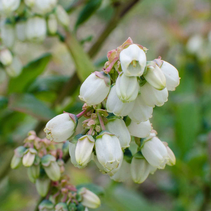 Blauwe bessenstruik | Bakker.com