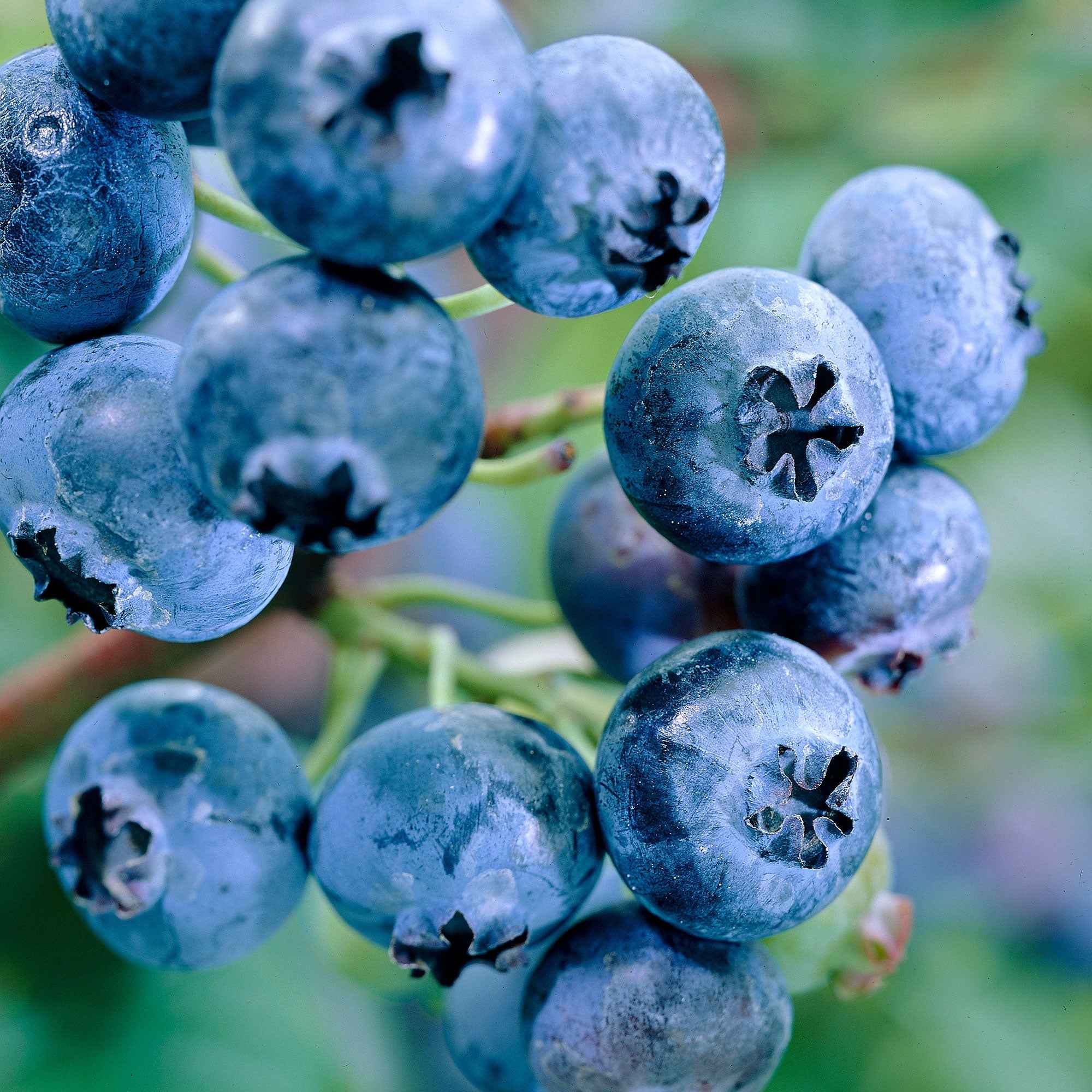 Blauwe bessenstruik | Bakker.com