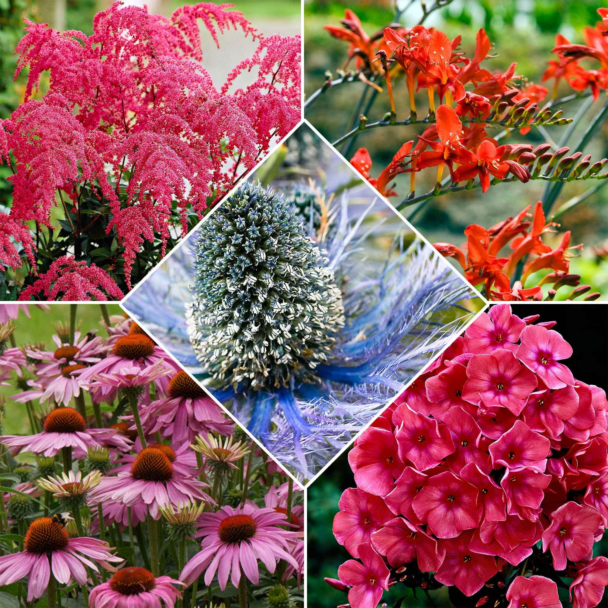 Vaste planten - Mix 'Bees and Butterflies' (x14) - Echinacea purpurea ...