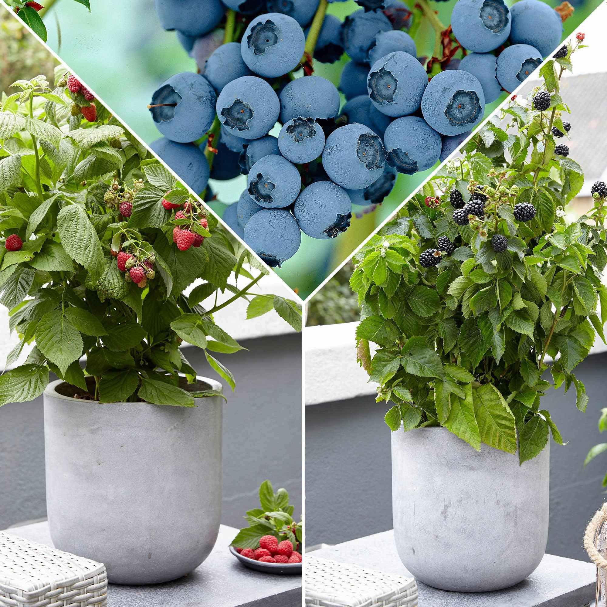 Fruitstruik | Bakker.com