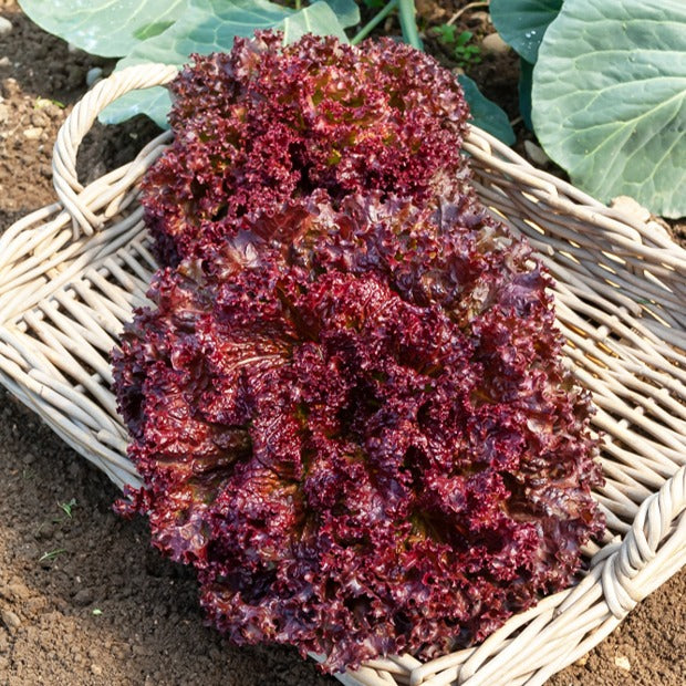 Zaden Krulsla 'Lollo Rosso' - Lactuca sativa lollo rossa | Bakker.com