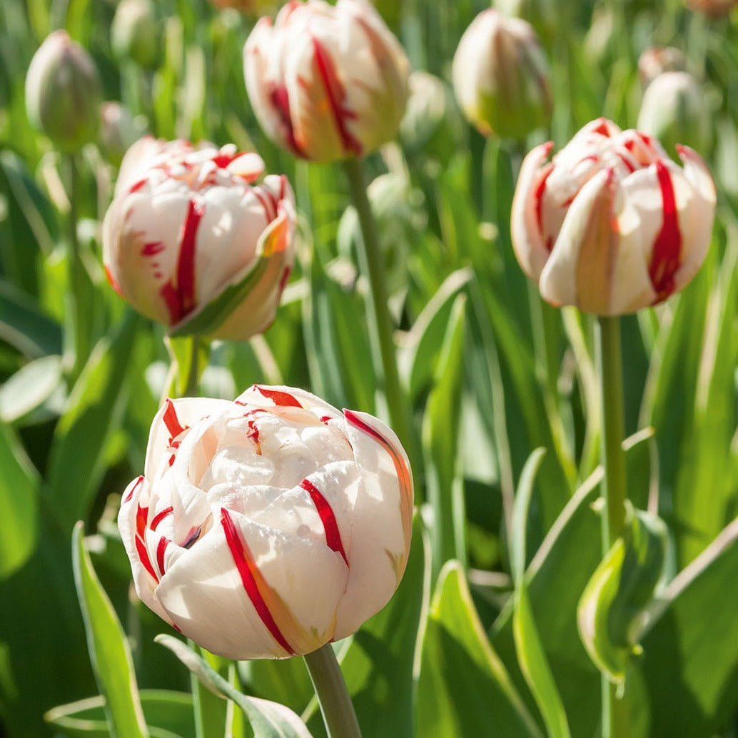 Bloembollen Pioentulpen 'Carnaval de Nice' (x10) - Tulipa carnaval de ...