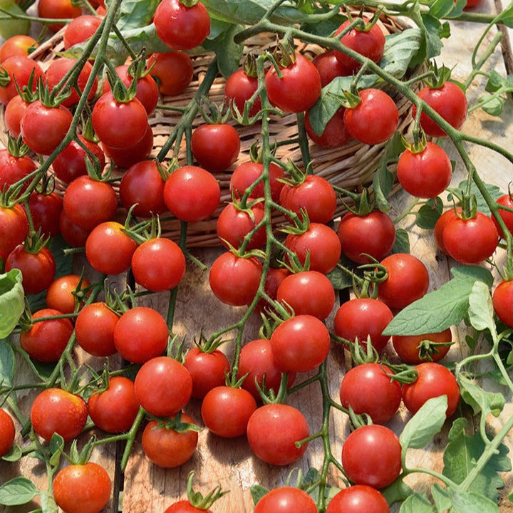 Tomaat 'Supersweet 100' - Solanum lycopersicum supersweet 100 | Bakker.com