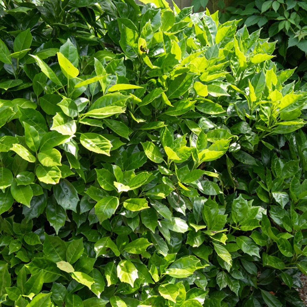 Broodboom 'Rozannie' - Aucuba japonica Rozannie | Bakker.com