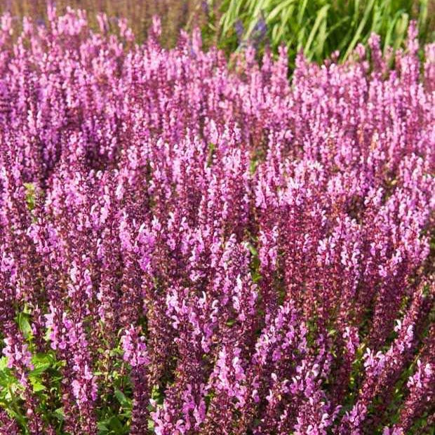 Bossalie 'Sensation Pink' - Salvia nemorosa sensation pink | Bakker.com