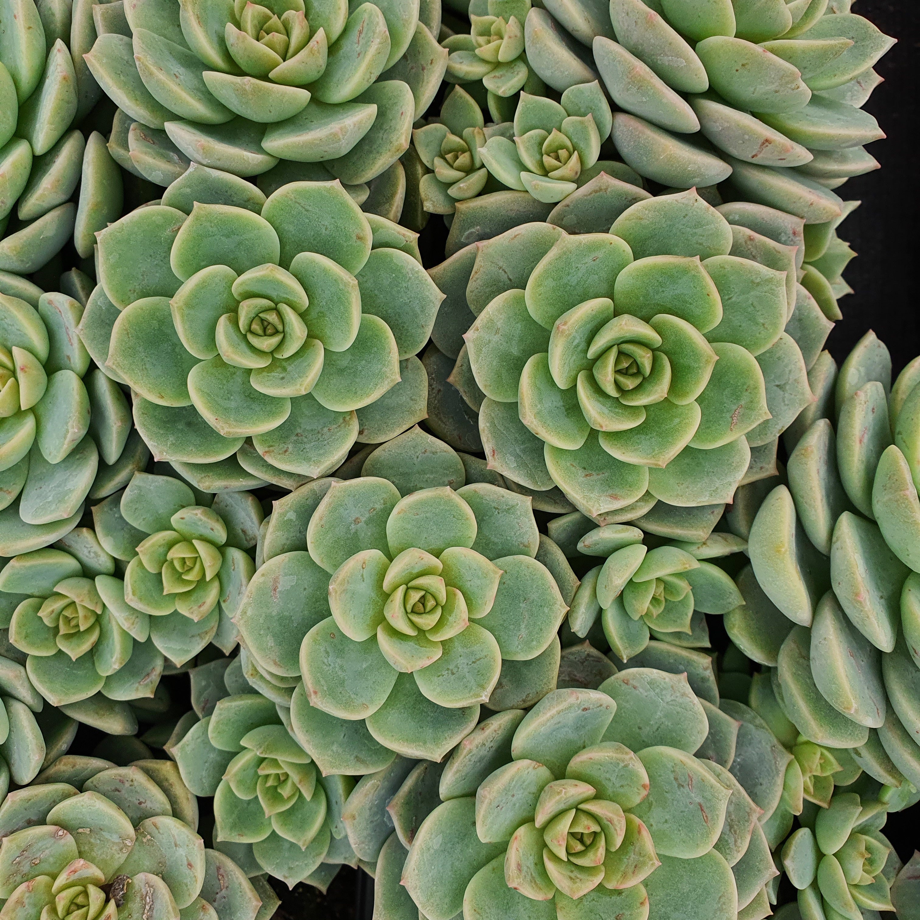 Echeveria elegans 'Rose' - Echeveria elegans rose | Bakker.com