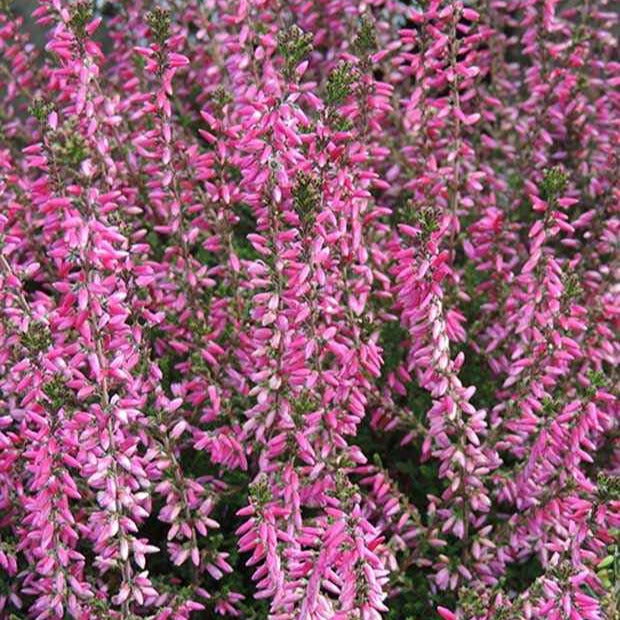 Dopheide 'Marlies' - Calluna vulgaris marlies | Bakker.com