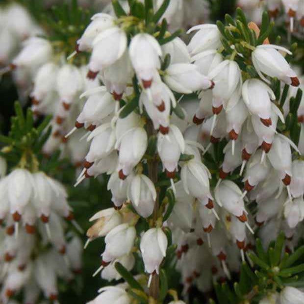 Winterheide 'Springwood White' - Erica carnea springwood white | Bakker.com