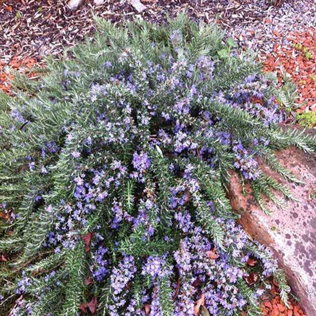 Rozemarijn 'Pointe du Raz' - Rosmarinus officinalis Pointe du Raz ...