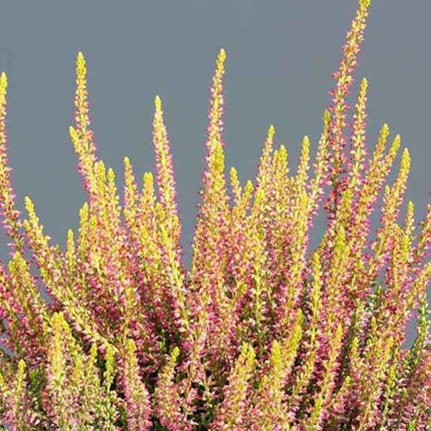Dopheide 'Golden Angie' - Calluna vulgaris golden angie | Bakker.com