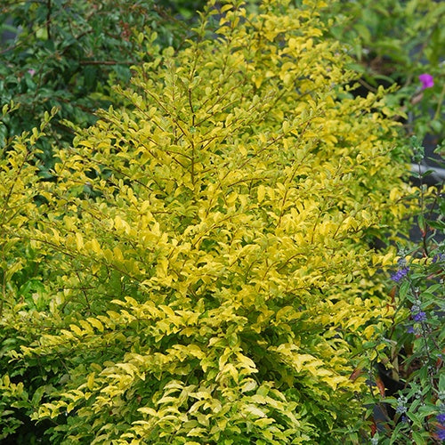 Ligustrum Sunshine Privet Sunshine (Ligustrum Sinense 'Sunshine'