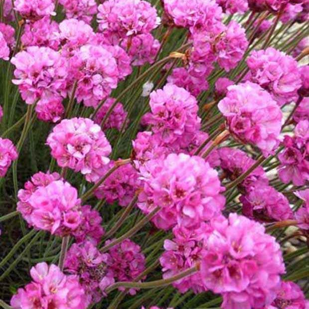Engels gras 'Rubrifolia' - Armeria maritima Rubrifolia | Bakker.com