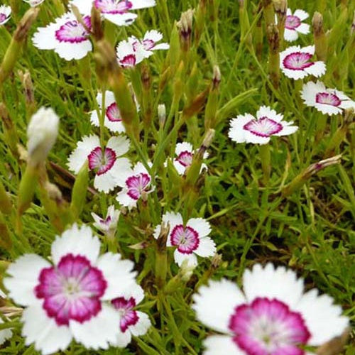 Anjer Arctic Fire (x3) - Dianthus deltoides arctic fire | Bakker.com