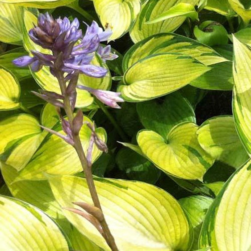 Hartlelie June Fever - Hosta june fever | Bakker.com
