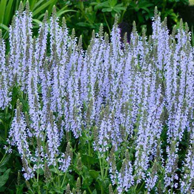 Bossalie 'Chrystal Blue' - Salvia nemorosa crystal blue ( color spires ...
