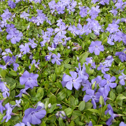 Maagdenpalm Anna (x3) - Vinca minor anna | Bakker.com