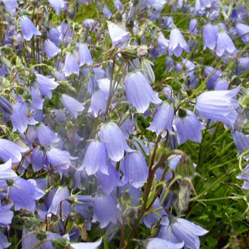Klokjesbloem fluette - Campanula cochleariifolia | Bakker.com