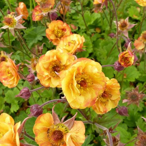 Nagelkruid Alabama Slammer - Geum alabama slammer ( cocktails series ...
