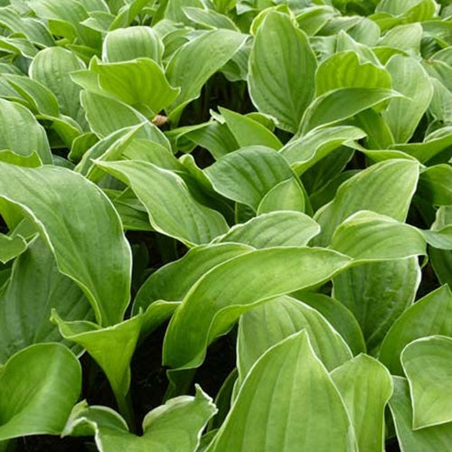 Hartlelie Fragrant Fire Funkia - Hosta fragrant fire | Bakker.com