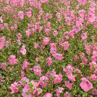 Diascia Ruby Field - Diascia Ruby Field | Bakker.com