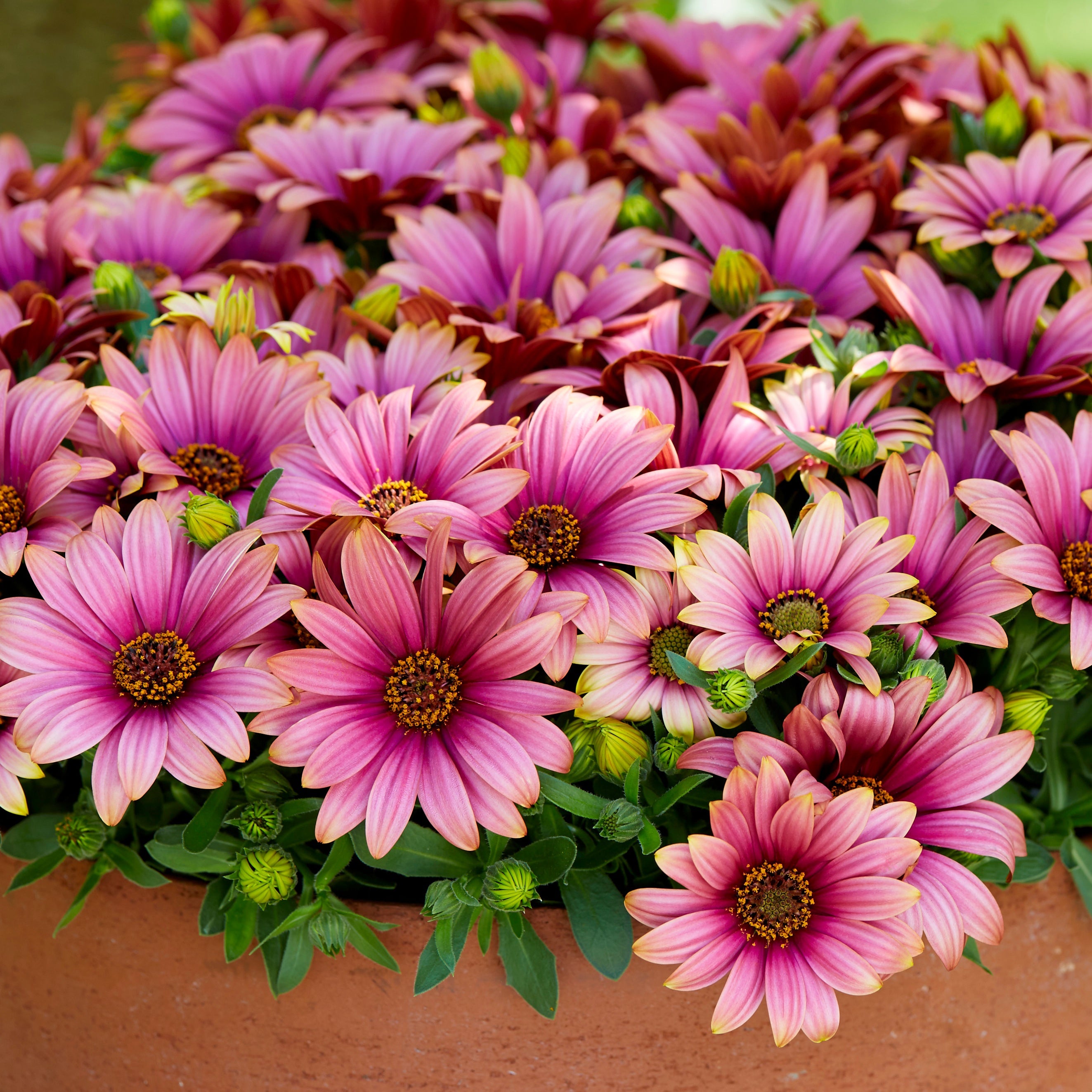 Spaanse margriet 'Havilah' - Osteospermum Havilah | Bakker.com