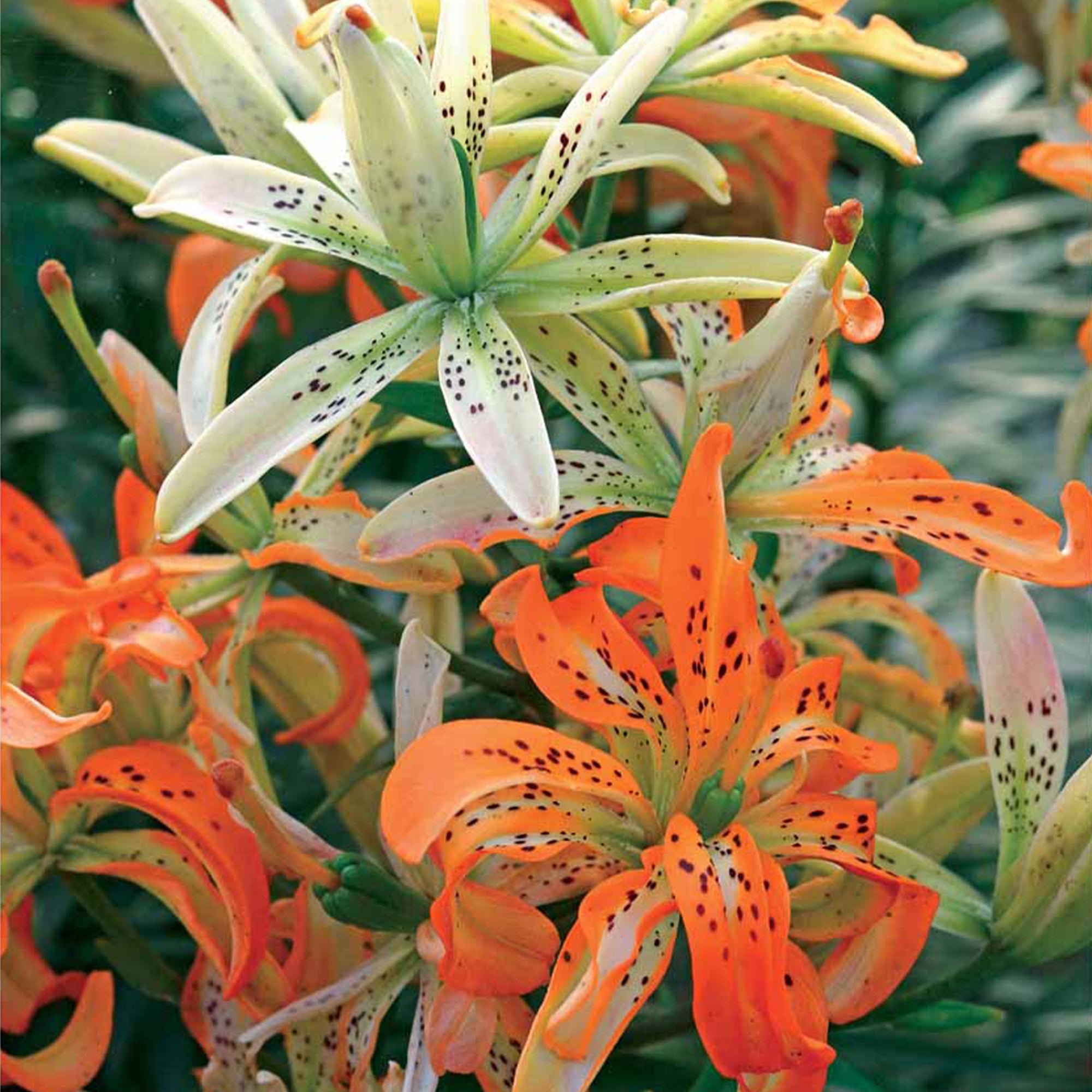 Bloembollen Lelie 'Must See' (x3) - Lilium asiaticum must see | Bakker.com