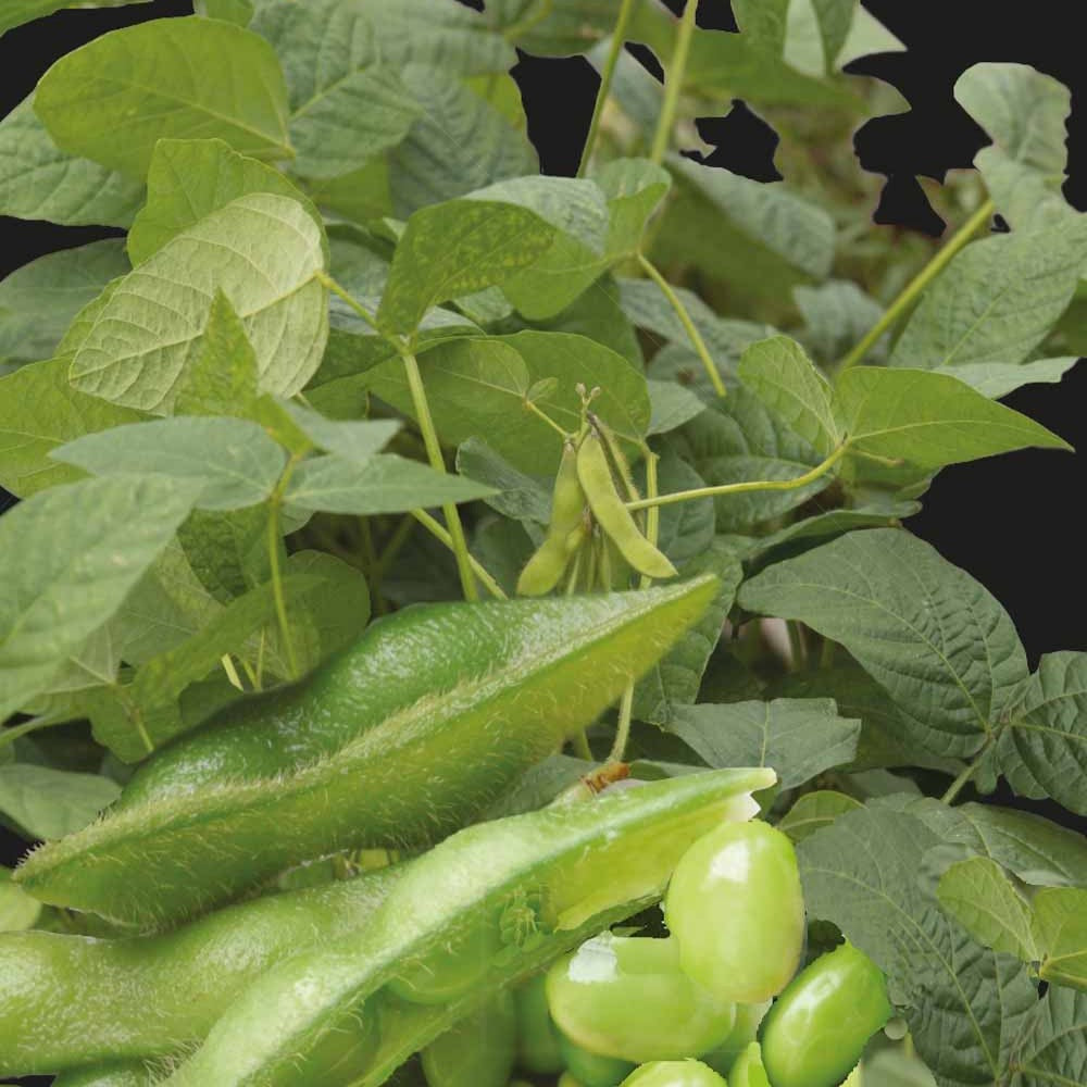 Edamame Plant Homegrown Soybeans For Snacking Fine Gardening