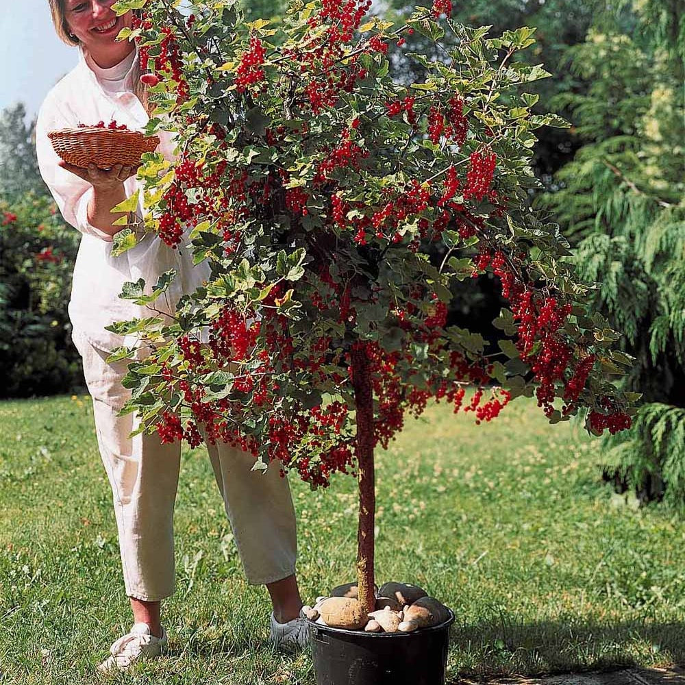 Fruitstruik | Bakker.com