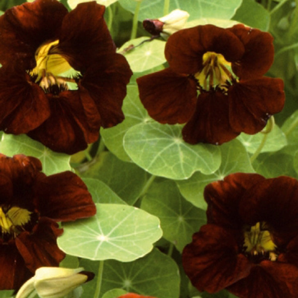 Zaden Oost-Indische kers 'Black Theodore' - Tropaeolum majus nanum king ...