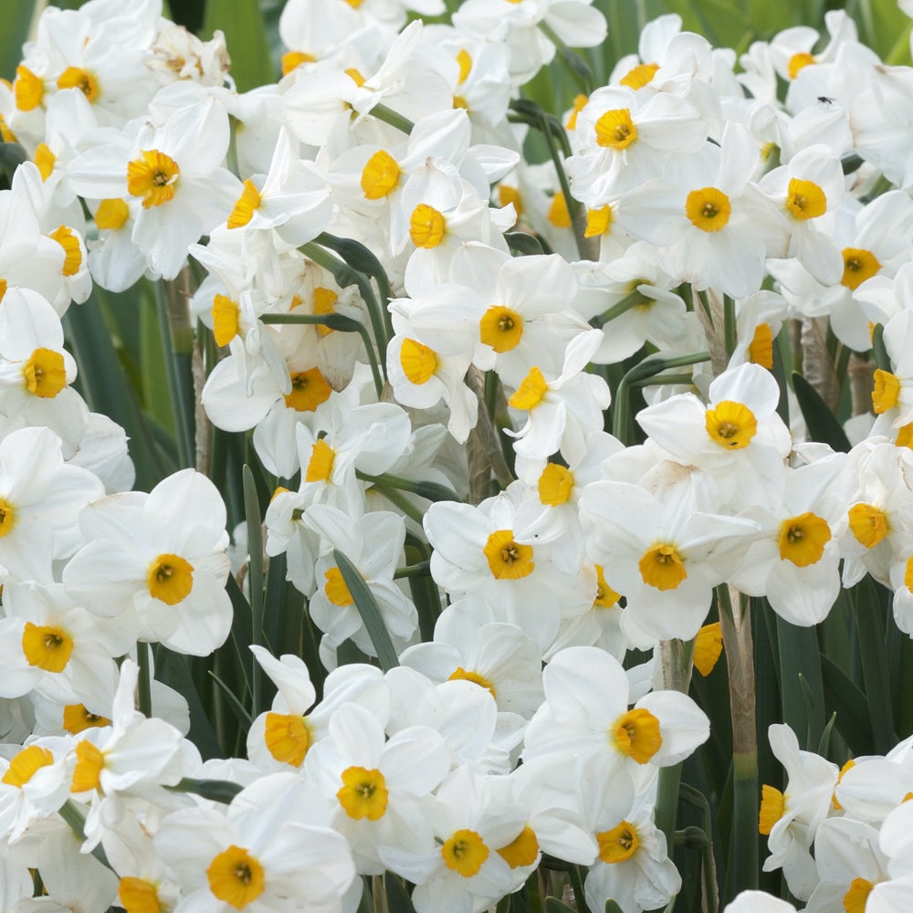 Bloembollen Narcissen Geranium (x5) - Narcissus 'geranium' | Bakker.com